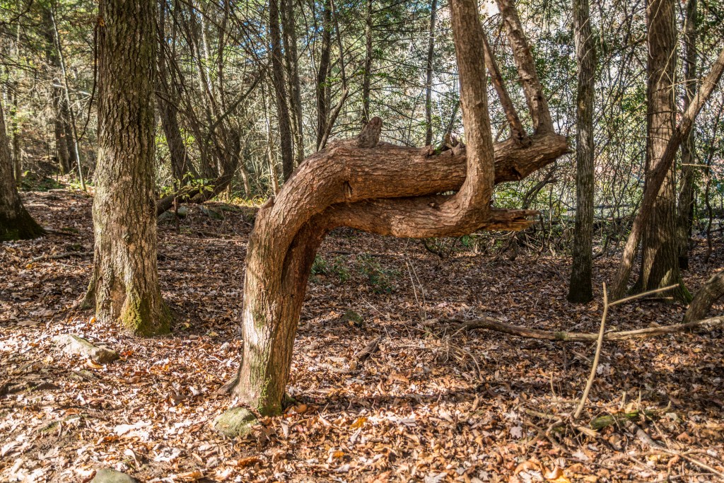5 Mind-Blowing Nature Facts You Won’t Believe!