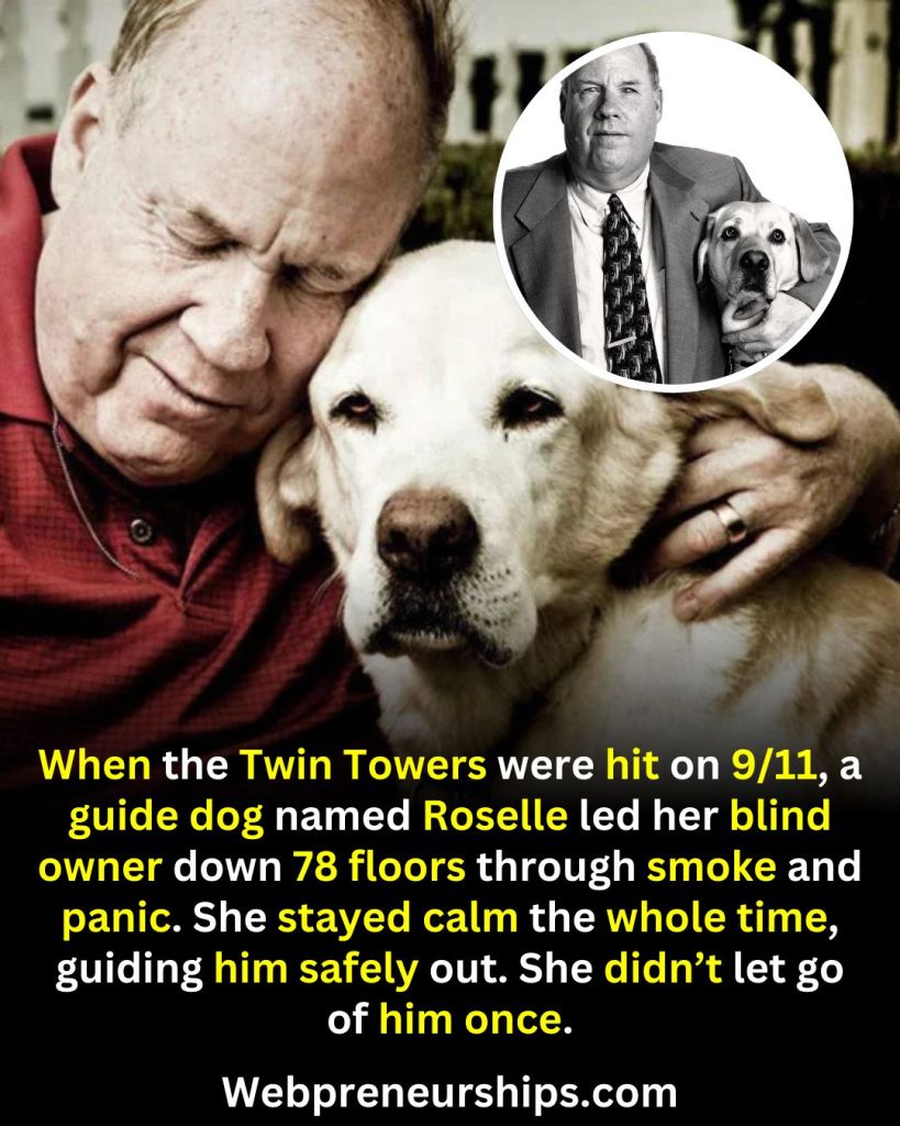 Roselle the Hero Dog: She Guided Her Blind Owner Down 78 Floors on 9/11 ...