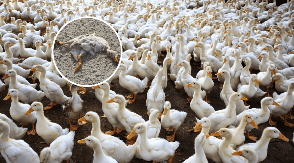 Over 100,000 Ducks Euthanized at Long Island’s Last Duck Farm Due to ...