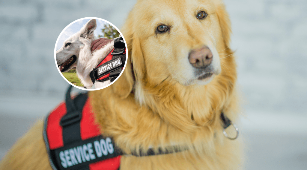 Roselle the Hero Dog: She Guided Her Blind Owner Down 78 Floors on 9/11 ...