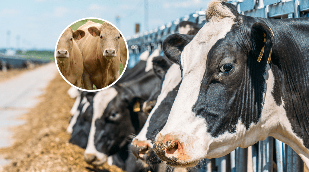 Scientists Confirm Cows Communicate and Show Compassion Just Like Humans