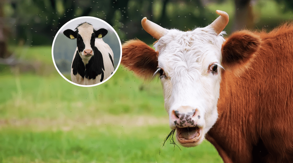 Scientists Confirm Cows Communicate and Show Compassion Just Like Humans