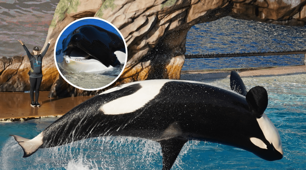 The Orca Who Starred in Free Willy — Spent His Last Days Searching for ...