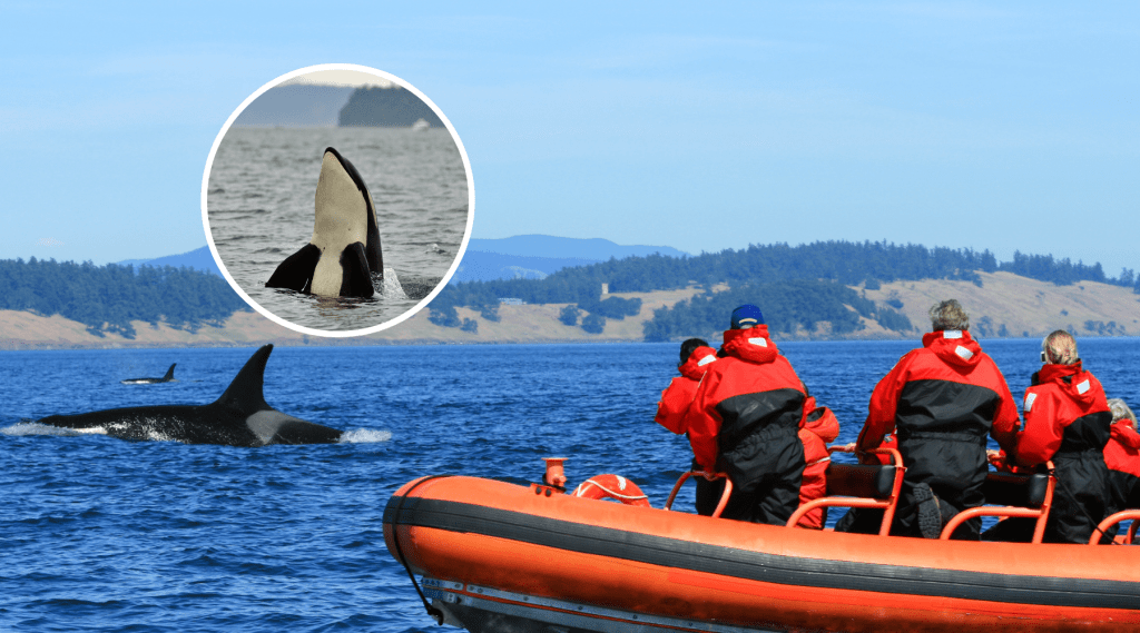 The Orca Who Starred in Free Willy — Spent His Last Days Searching for ...