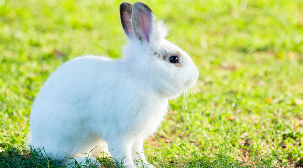These Rescued Lab Rabbits Touched Grass for the First Time—and Built a ...
