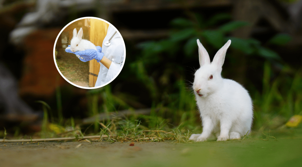 These Rescued Lab Rabbits Touched Grass for the First Time—and Built a ...